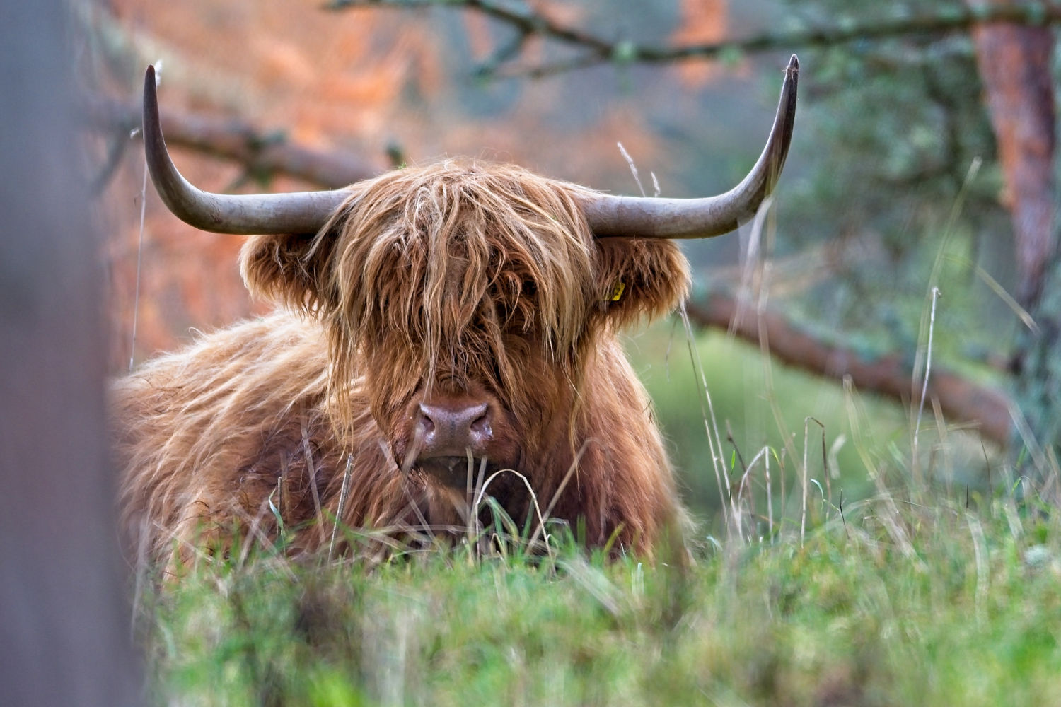Scottish Flags, Symbols and Icons to explore | Ulbster Arms Hotel