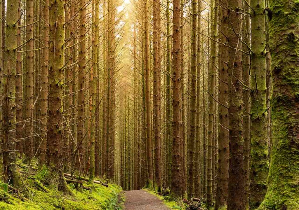 Dunnet Forest walks and trails | Ulbster Arms Hotel