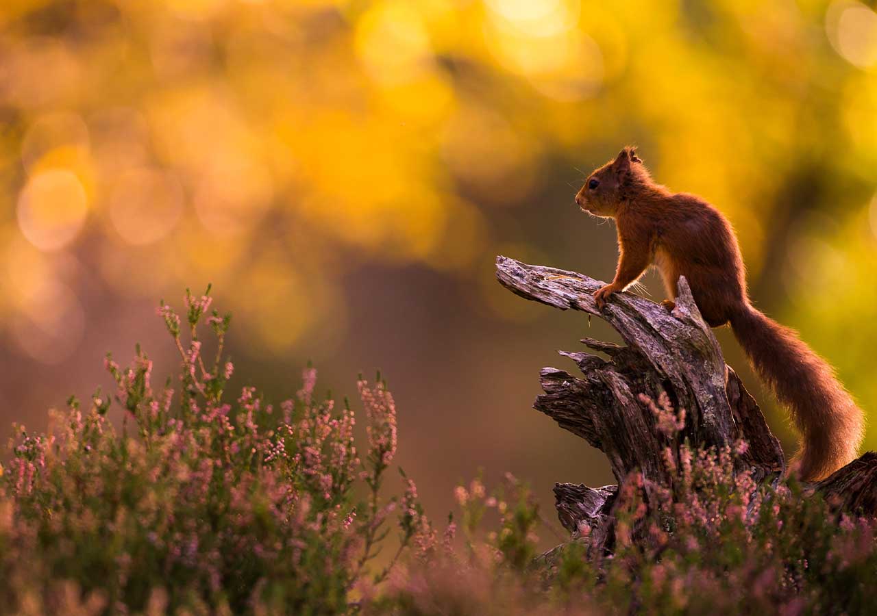 Dunnet Forest walks and trails | Ulbster Arms Hotel