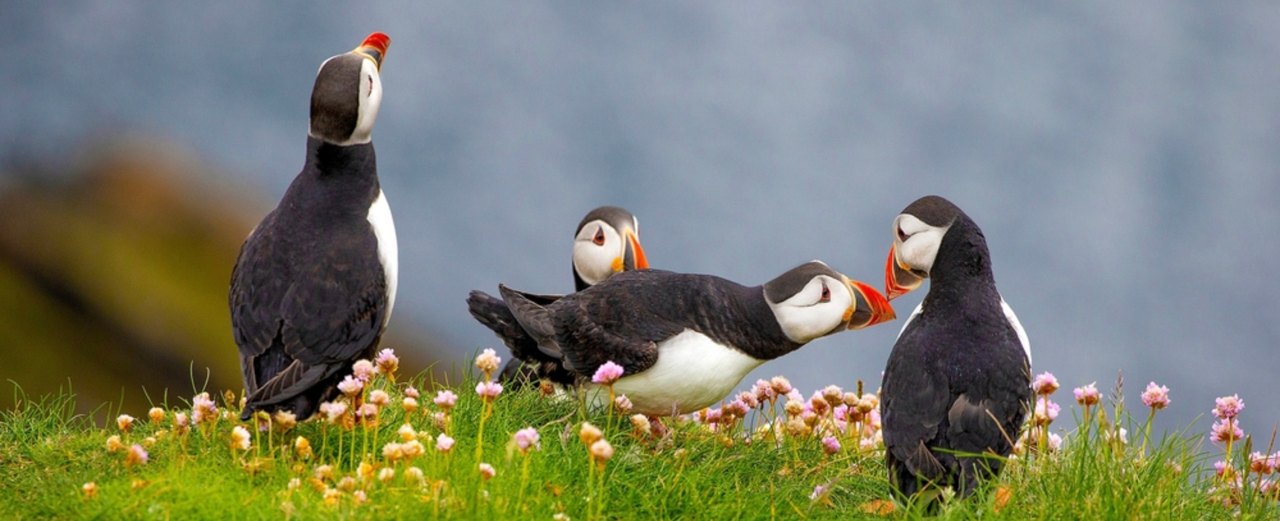 Birdwatching on the north coast of Scotland | Ulbster Arms Hotel